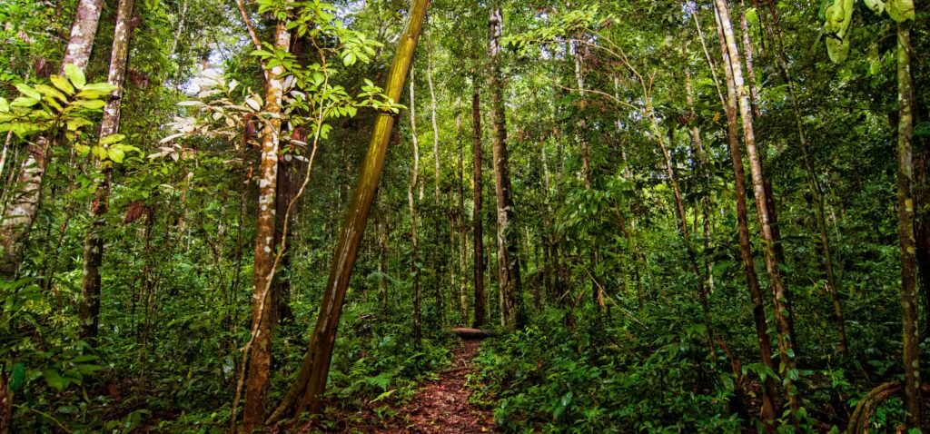Strengthening Brazil’s Forest Protection in a Changing Landscape - CPI