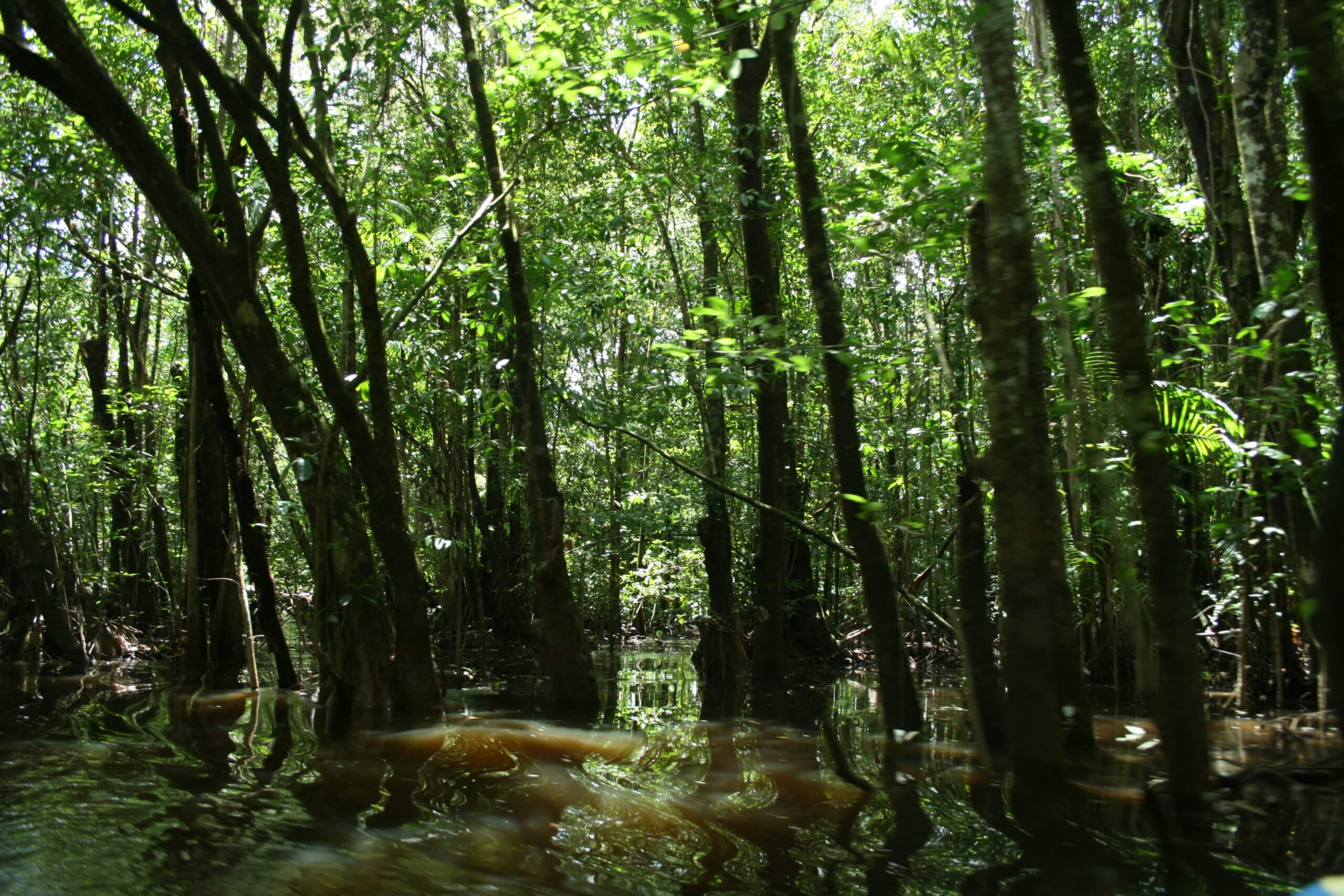 The Brazilian Forest Code Finally can be Implemented. What's next? - CPI