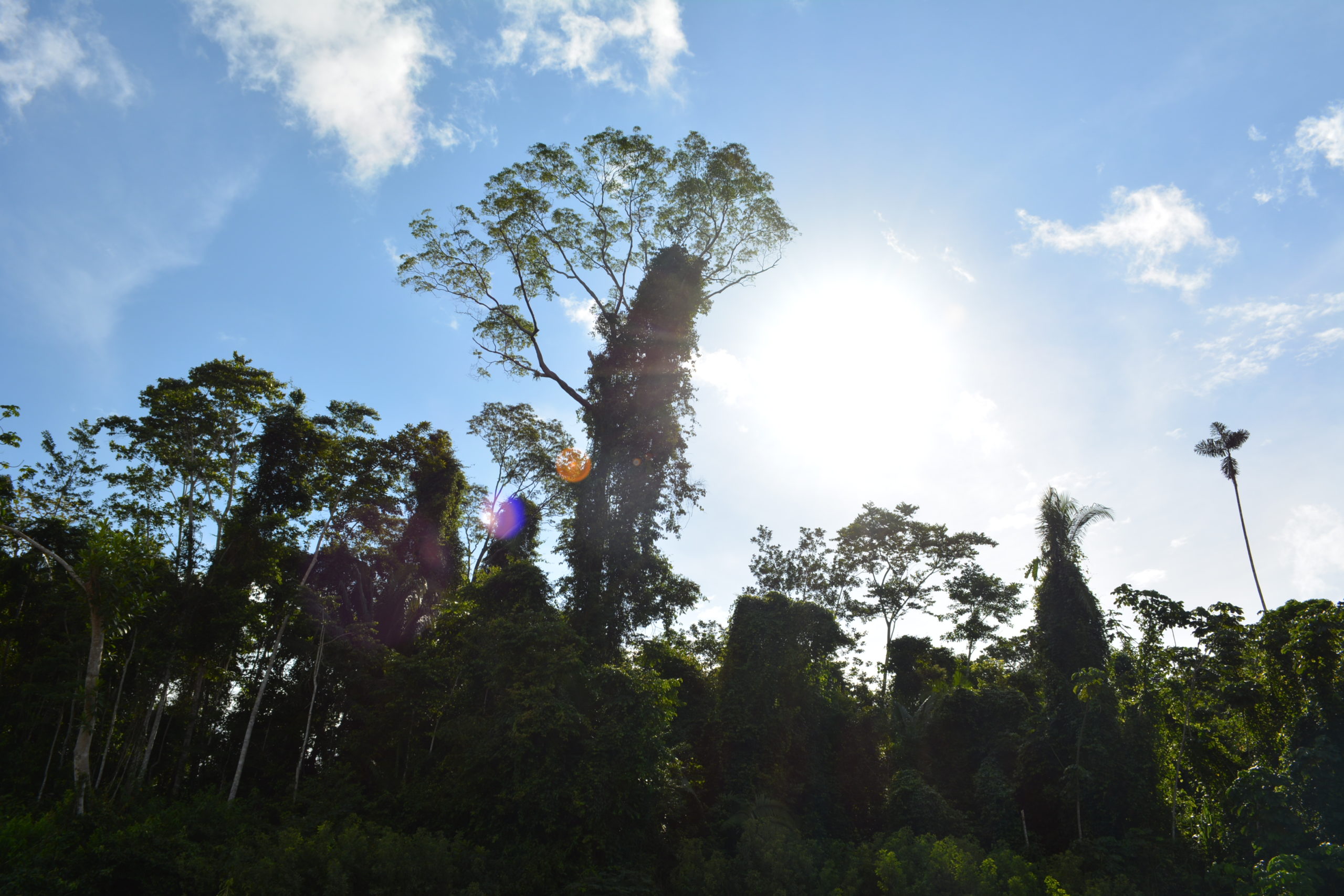 Brazil’s New Forest Code – Part I: How to Navigate the Complexity - CPI