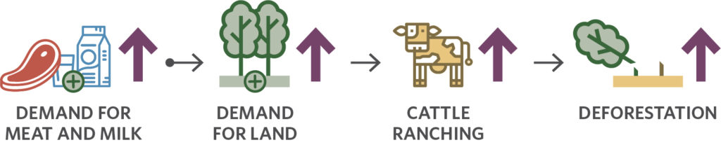 The Economics of Cattle Ranching in the Amazon: Land Grabbing or ...