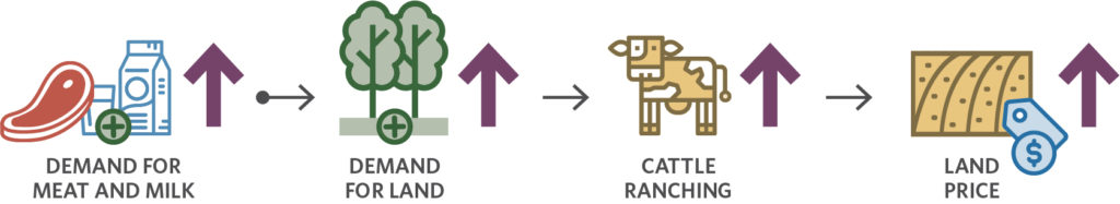 The Economics of Cattle Ranching in the Amazon: Land Grabbing or ...