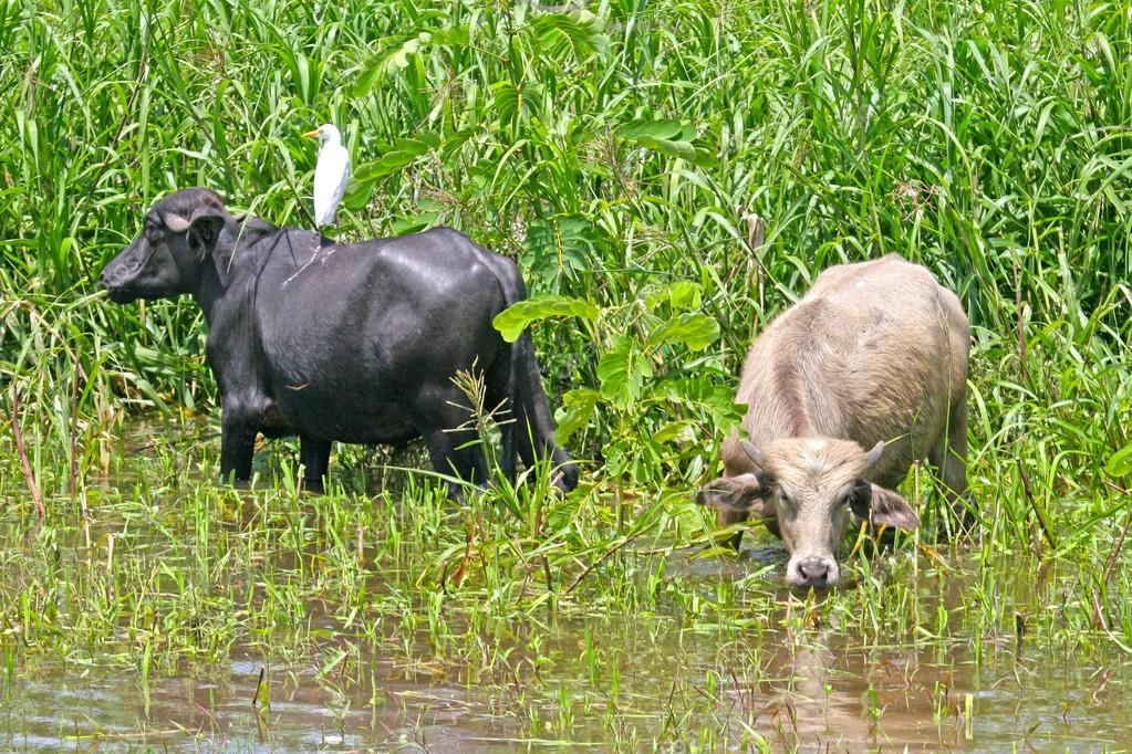The Economics of Cattle Ranching in the Amazon: Land Grabbing or ...