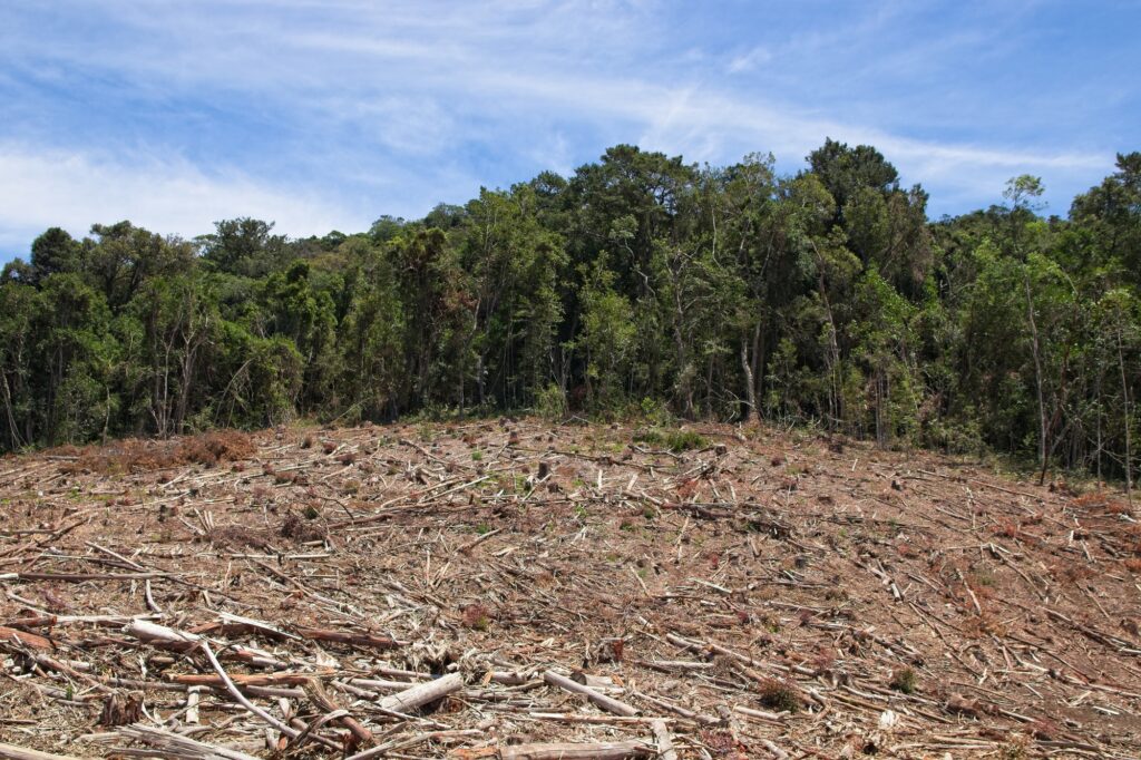 We Need to Talk About Forest Degradation in the Amazon: Brazilian ...