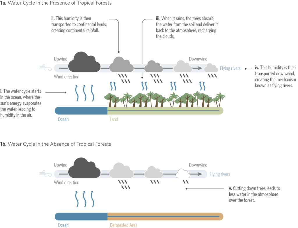 The Amazon Domino Effect: How Deforestation Can Trigger Widespread ...