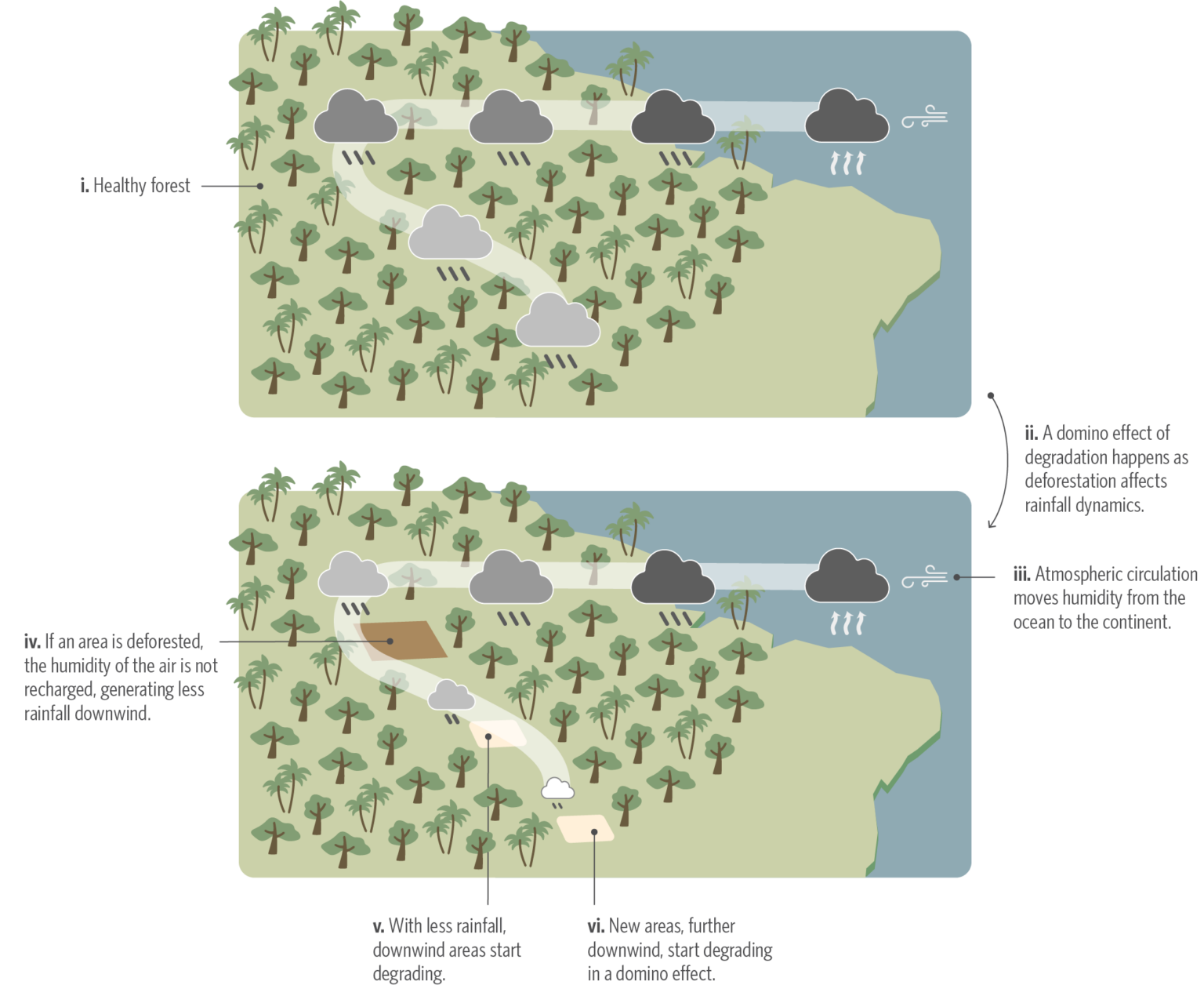 The Amazon Domino Effect: How Deforestation Can Trigger Widespread ...