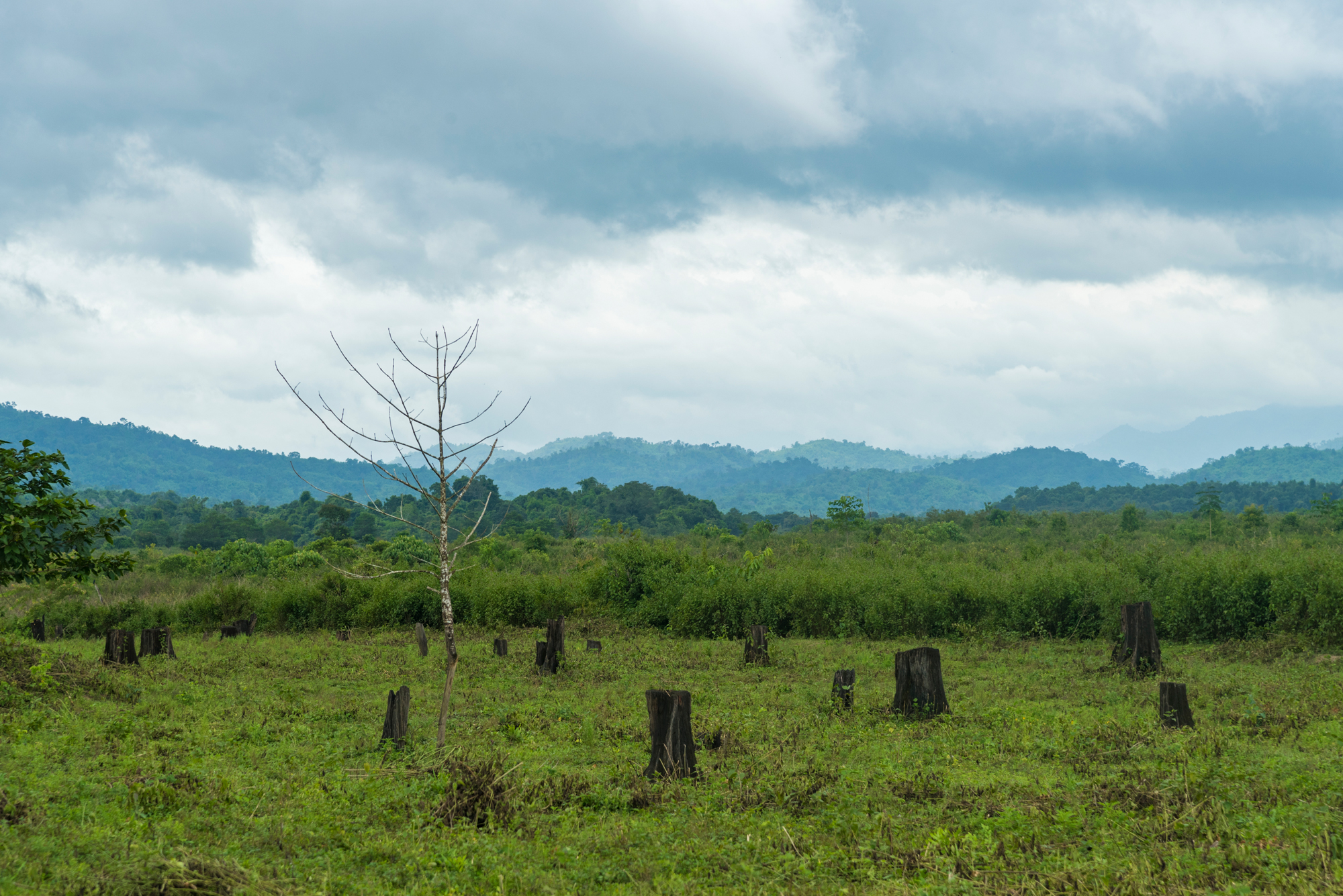 Combatting Deforestation Portfolio - CPI Combatting Deforestation Portfolio - CPI