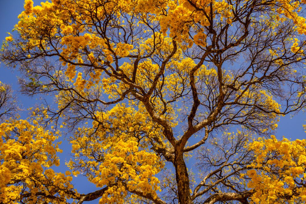 Innovative Mechanisms for Forest Compensation in Brazilian MATOPIBA - CPI