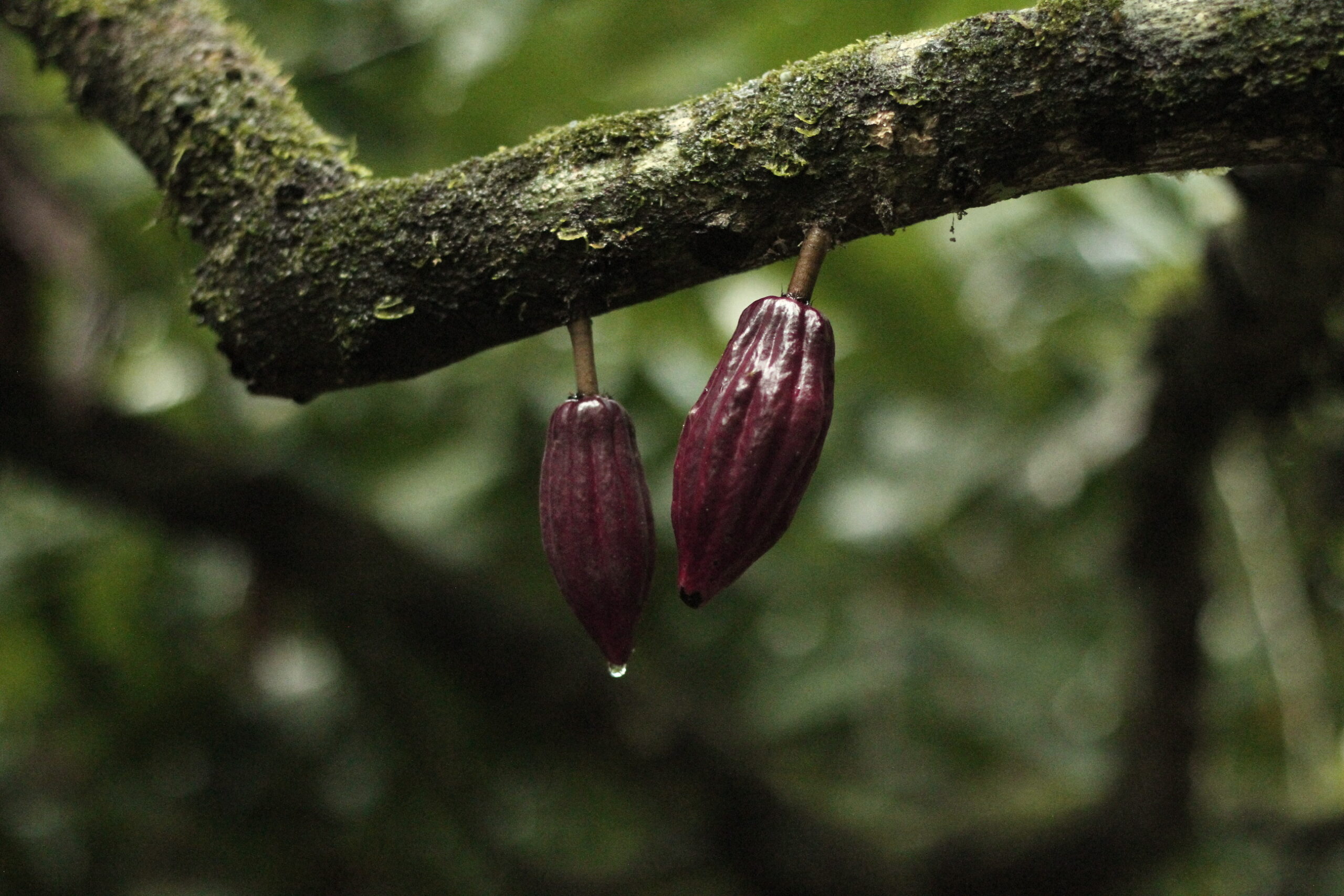 Amazon Food&Forest Bioeconomy Financing Initiative - CPI