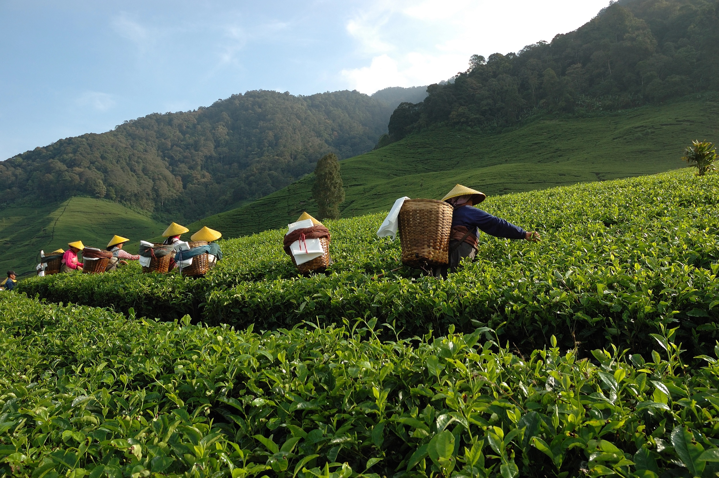 New data reveals global agrifood systems receive only 7% of total ...