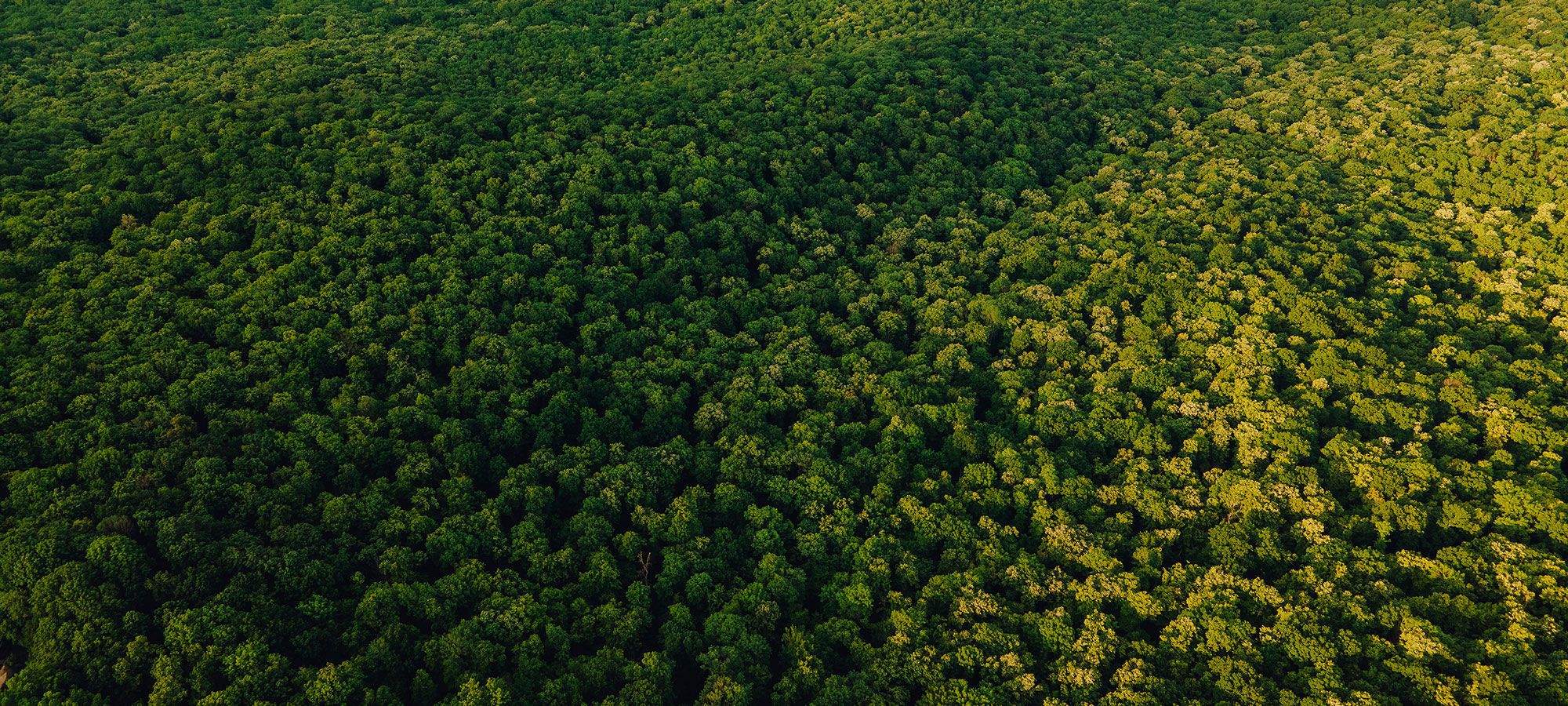 The Forest-Climate Nexus (The Forest-Climate Nexus: A Fit-for-Purpose ...