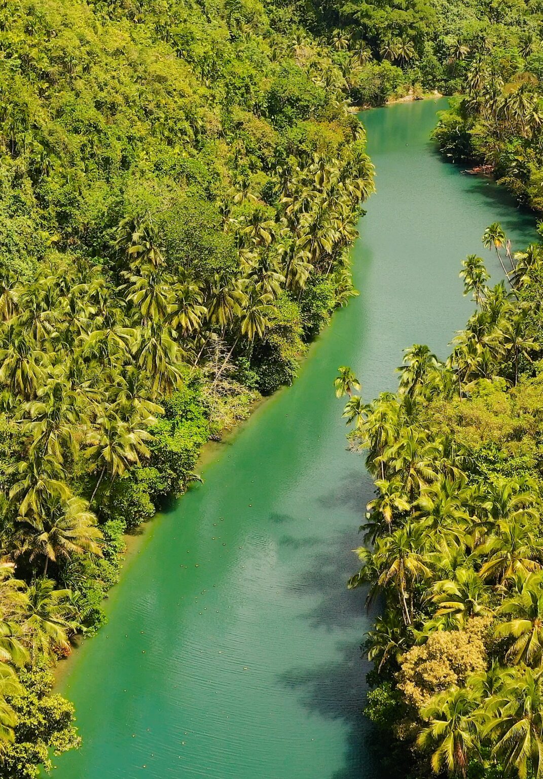 The Forest-Climate Nexus: A Fit-for-Purpose Framework for Climate ...