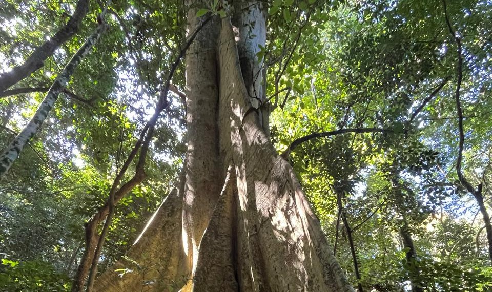 Where Does Brazil Stand with the Implementation of the Forest Code ...