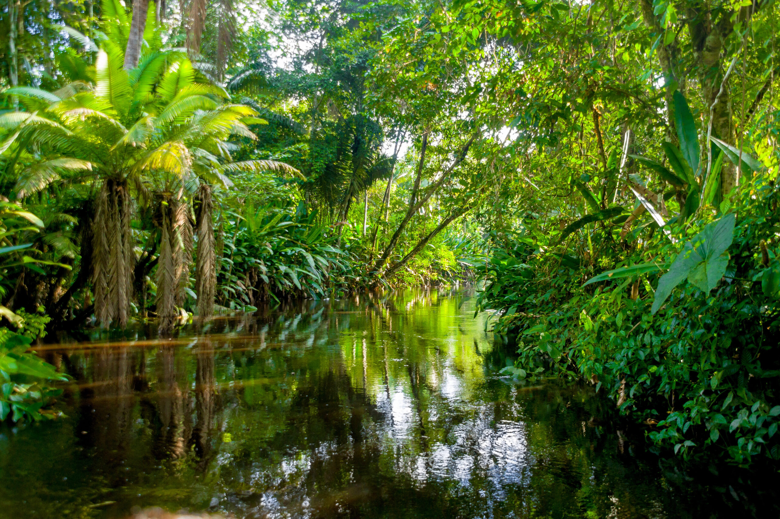 Fit-for-Purpose Forest Finance: A Menu of Financial Mechanisms - CPI
